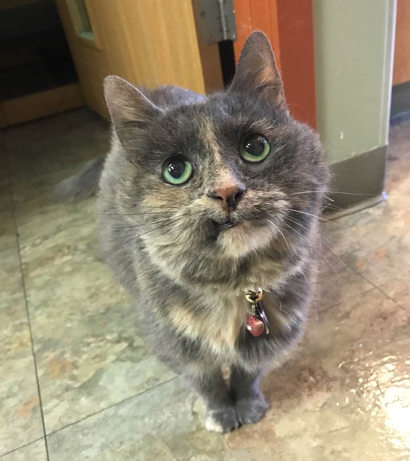 Meet Izzy | Cat Care's Practice Cat